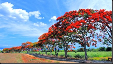 Hello World: Flamboyant…